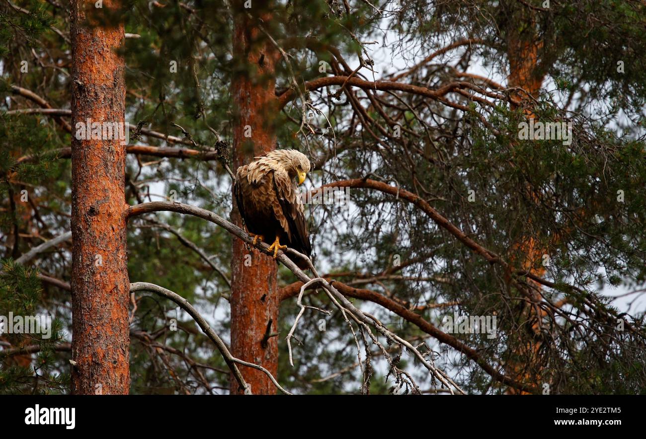 White tailed eagles hunting in the forest Stock Photo - Alamy