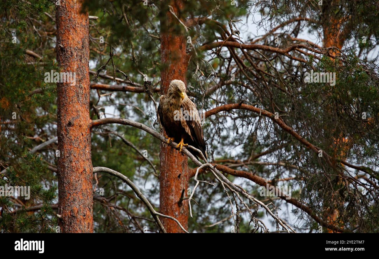 Eagles hunt hi-res stock photography and images - Alamy