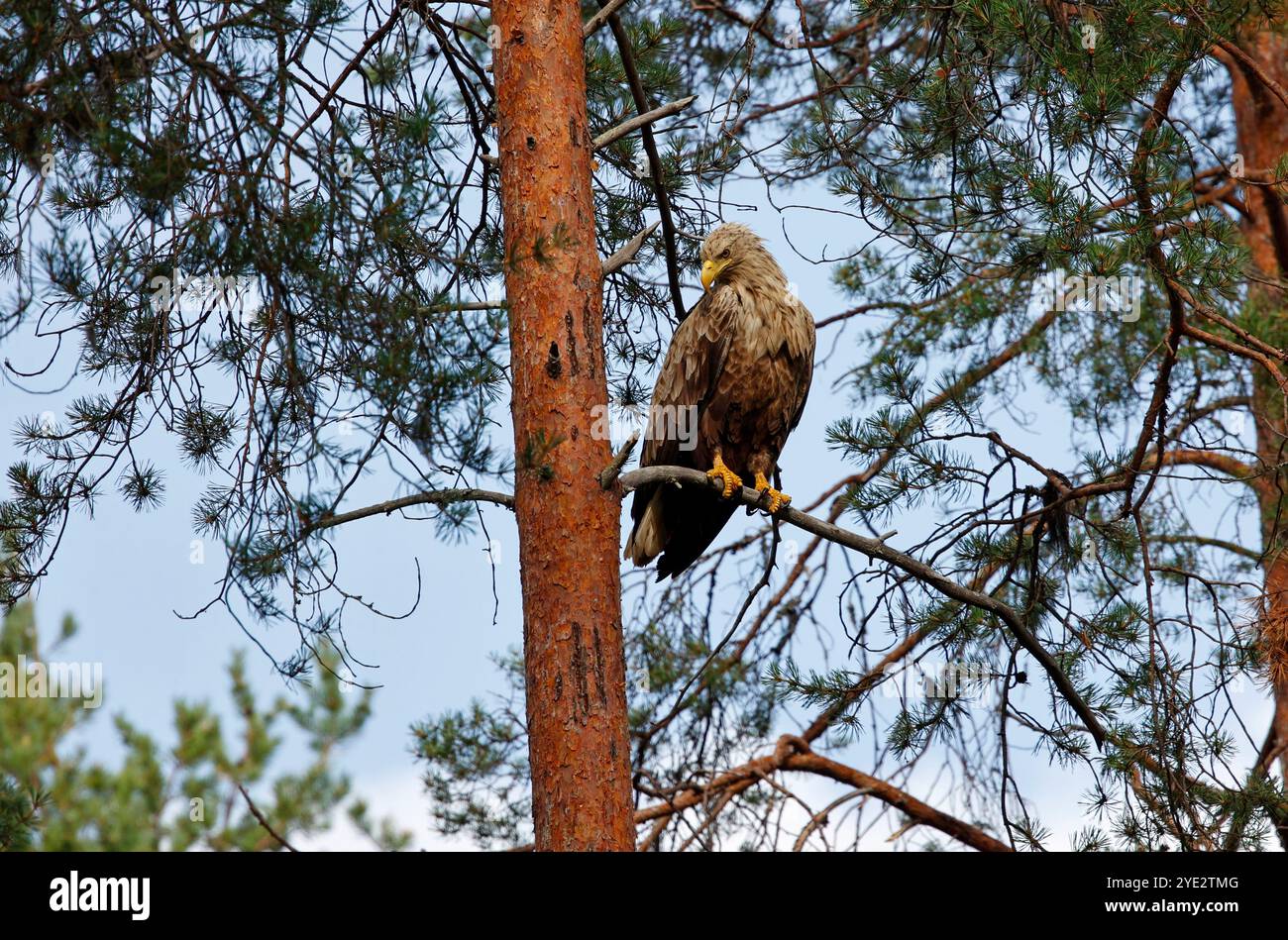 Eagles hunt hi-res stock photography and images - Alamy