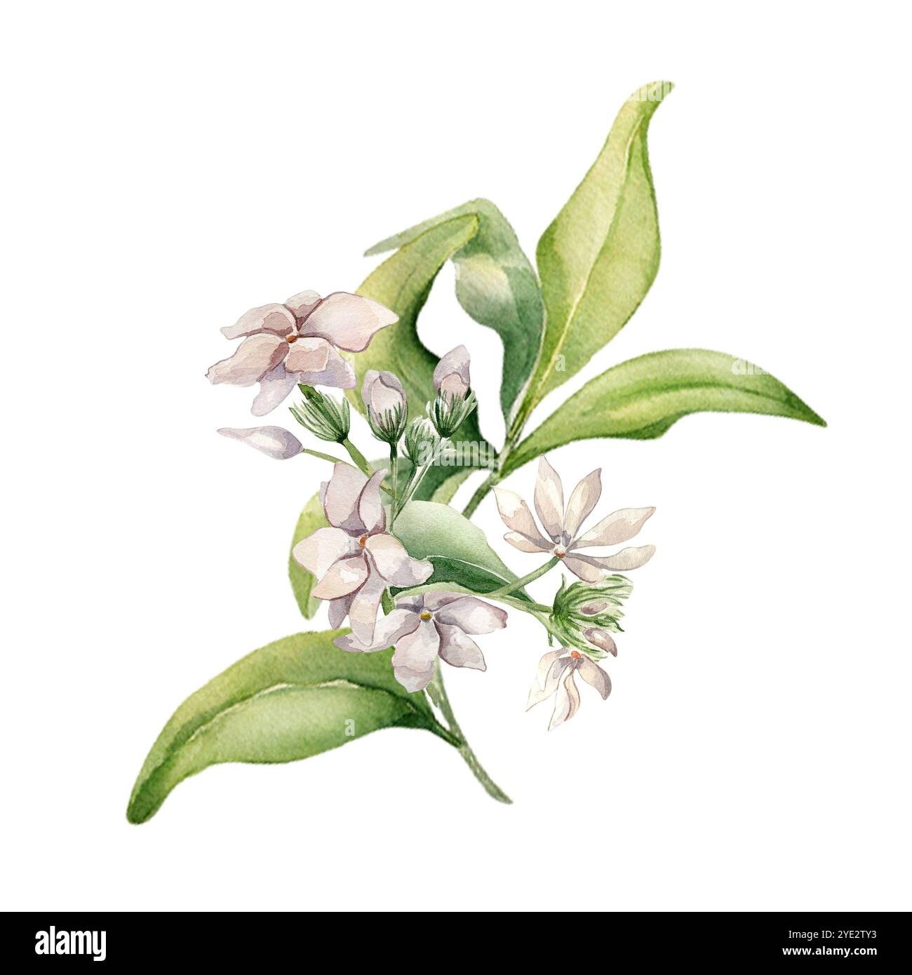 Jasmine on branch watercolor illustration isolated on white. White ...