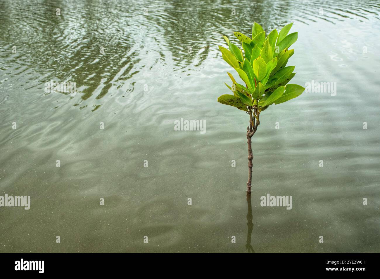 Mangrove ecology hi-res stock photography and images - Alamy