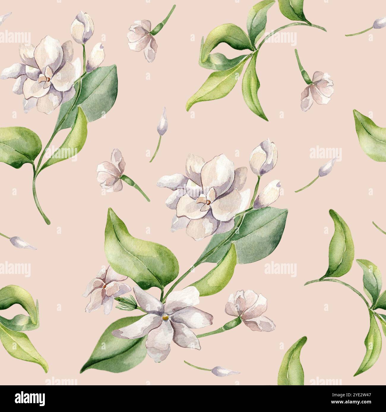 Watercolor seamless pattern of jasmine bunch, buds, petals isolated ...