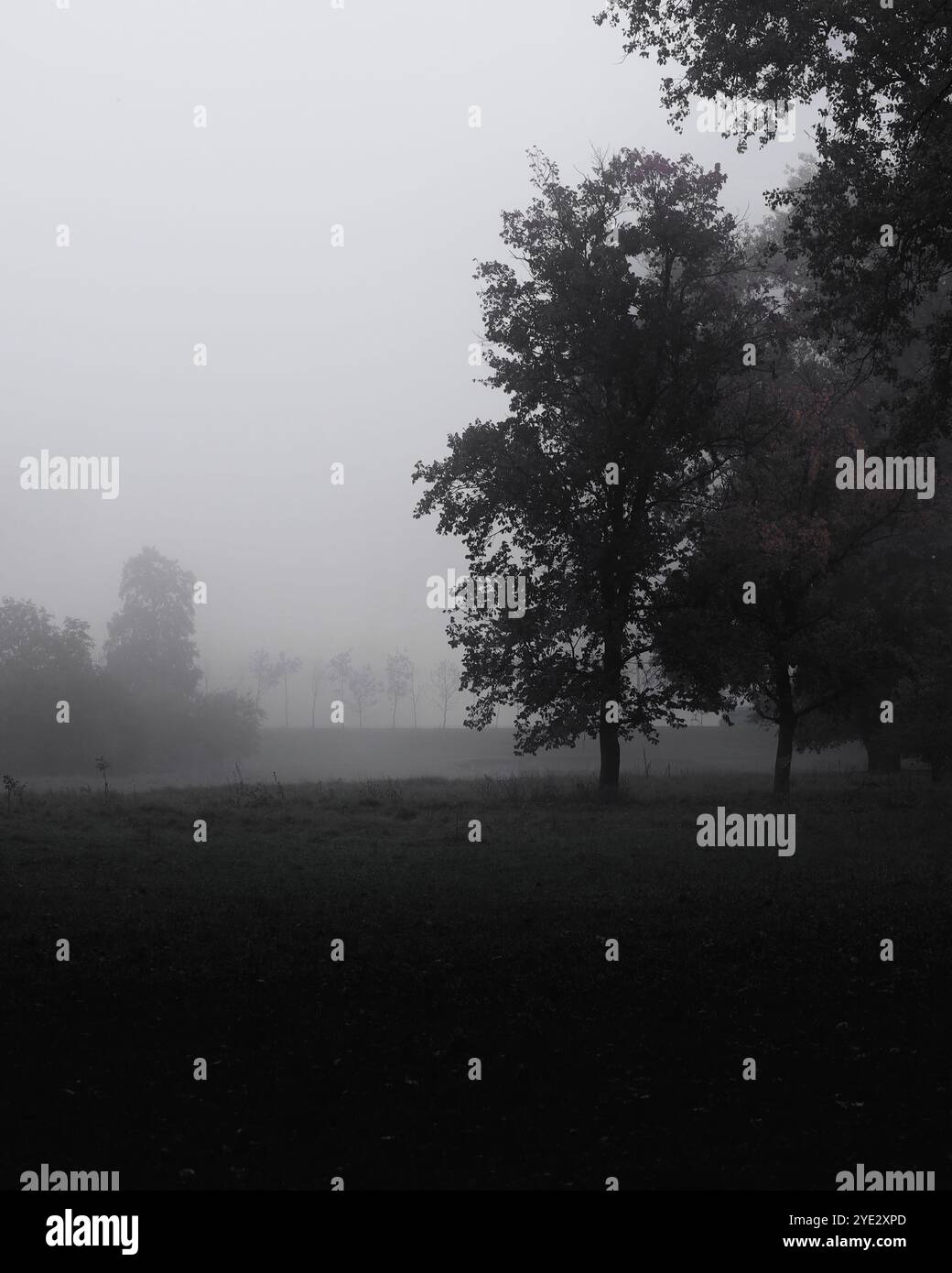 Fantastic foggy forest, Atmospheric Black Metal forest, foggy dark ...