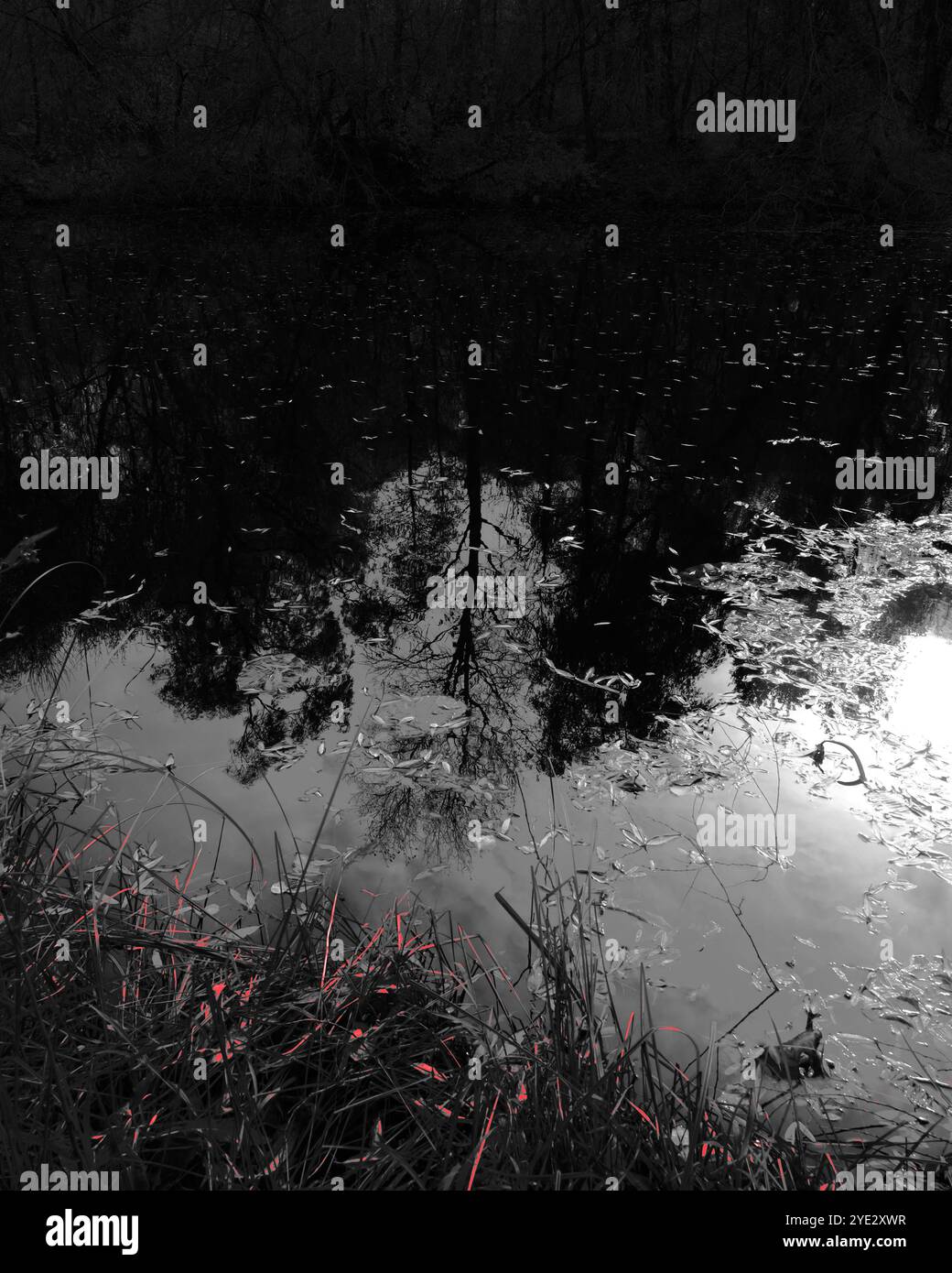 Autumn leaves in the water, Atmospheric Black Metal forest, dark spooky ...