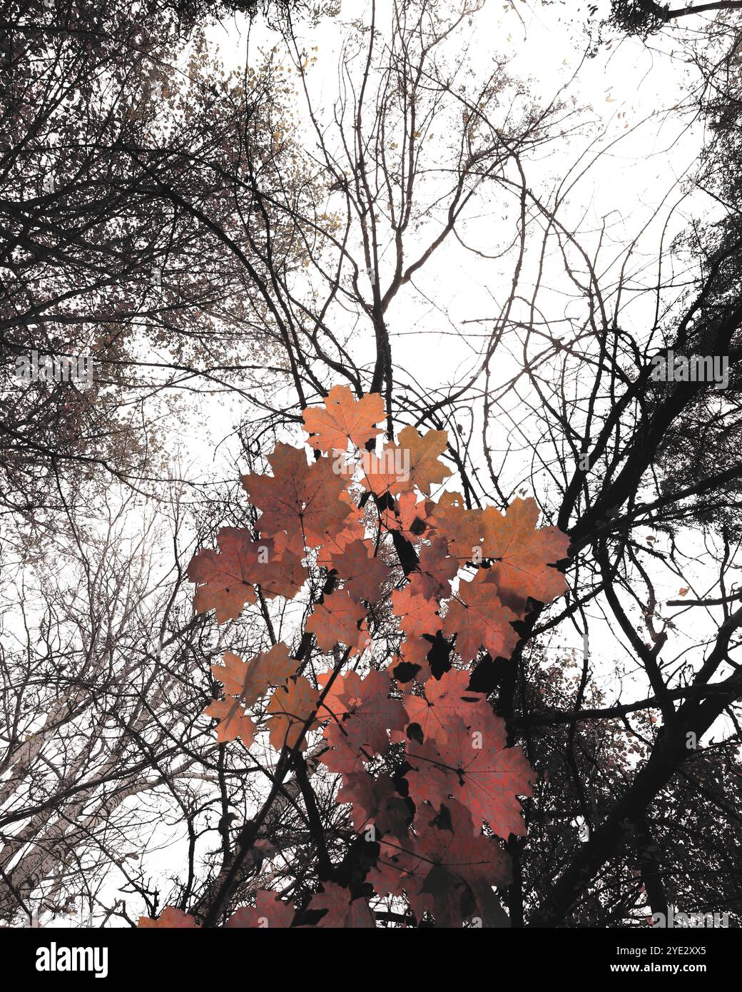 Surrealistic autumn woodland, Atmospheric Black Metal forest, dark ...