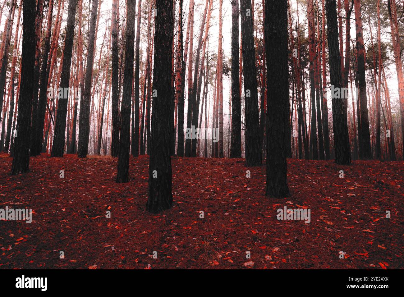 Surrealistic red woodland, Atmospheric Black Metal forest, dark spooky ...