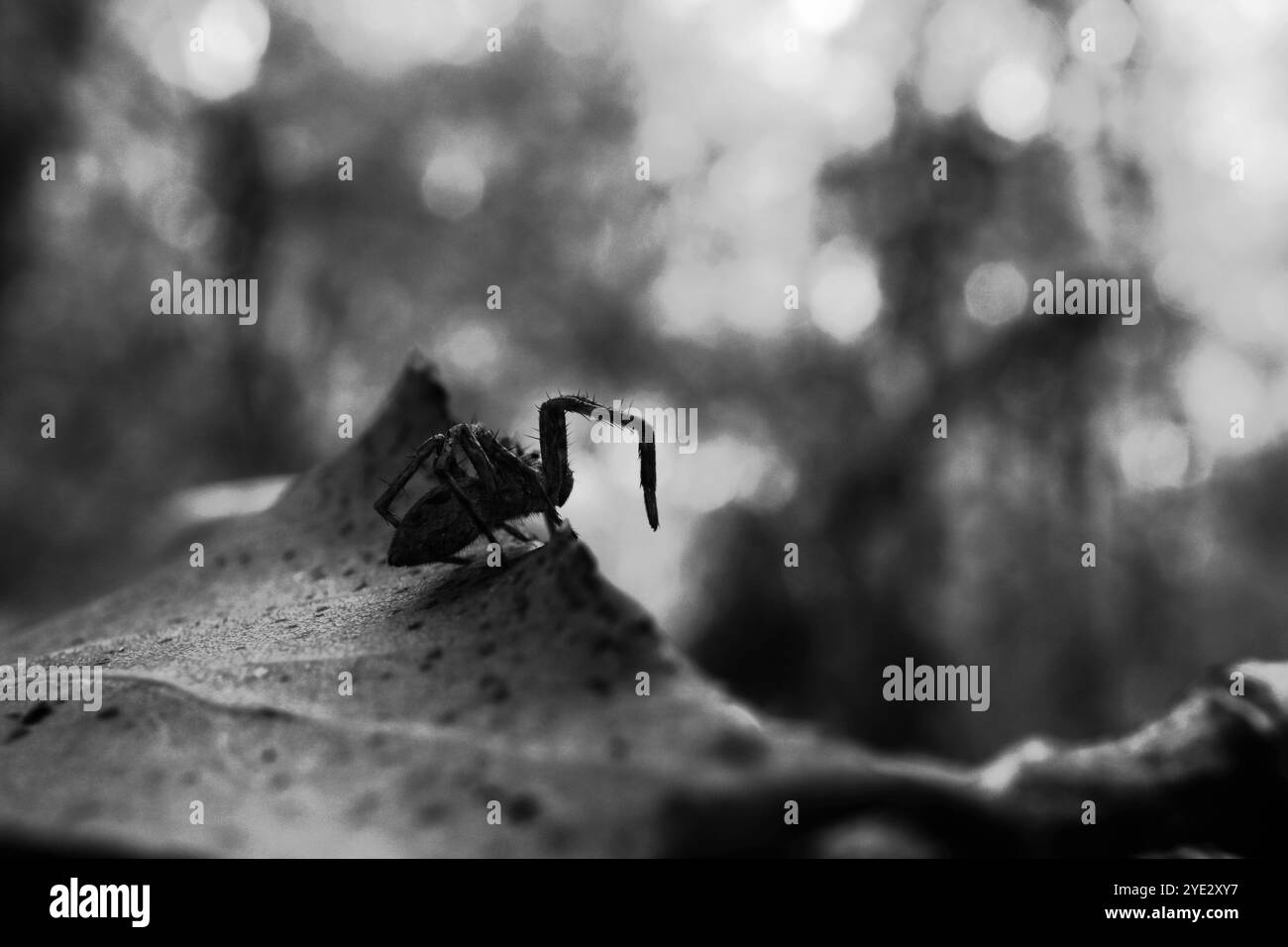 Scary halloween landscape gloomy Black and White Stock Photos & Images ...