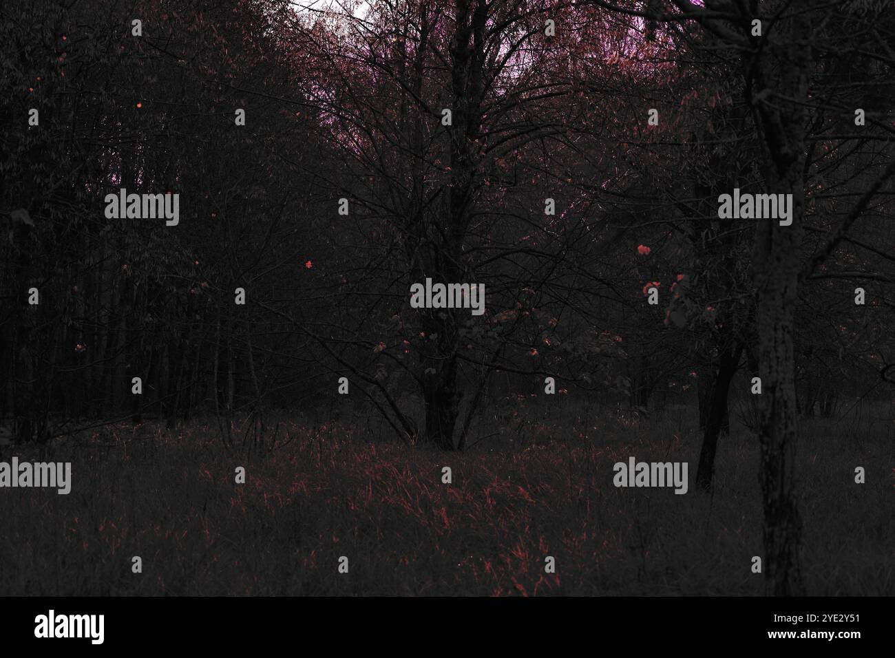 Surrealistic woodland, Atmospheric Black Metal forest, dark spooky ...