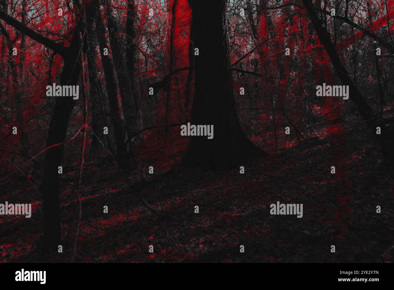 Red horror atmosphere in the woods, Atmospheric Black Metal forest ...
