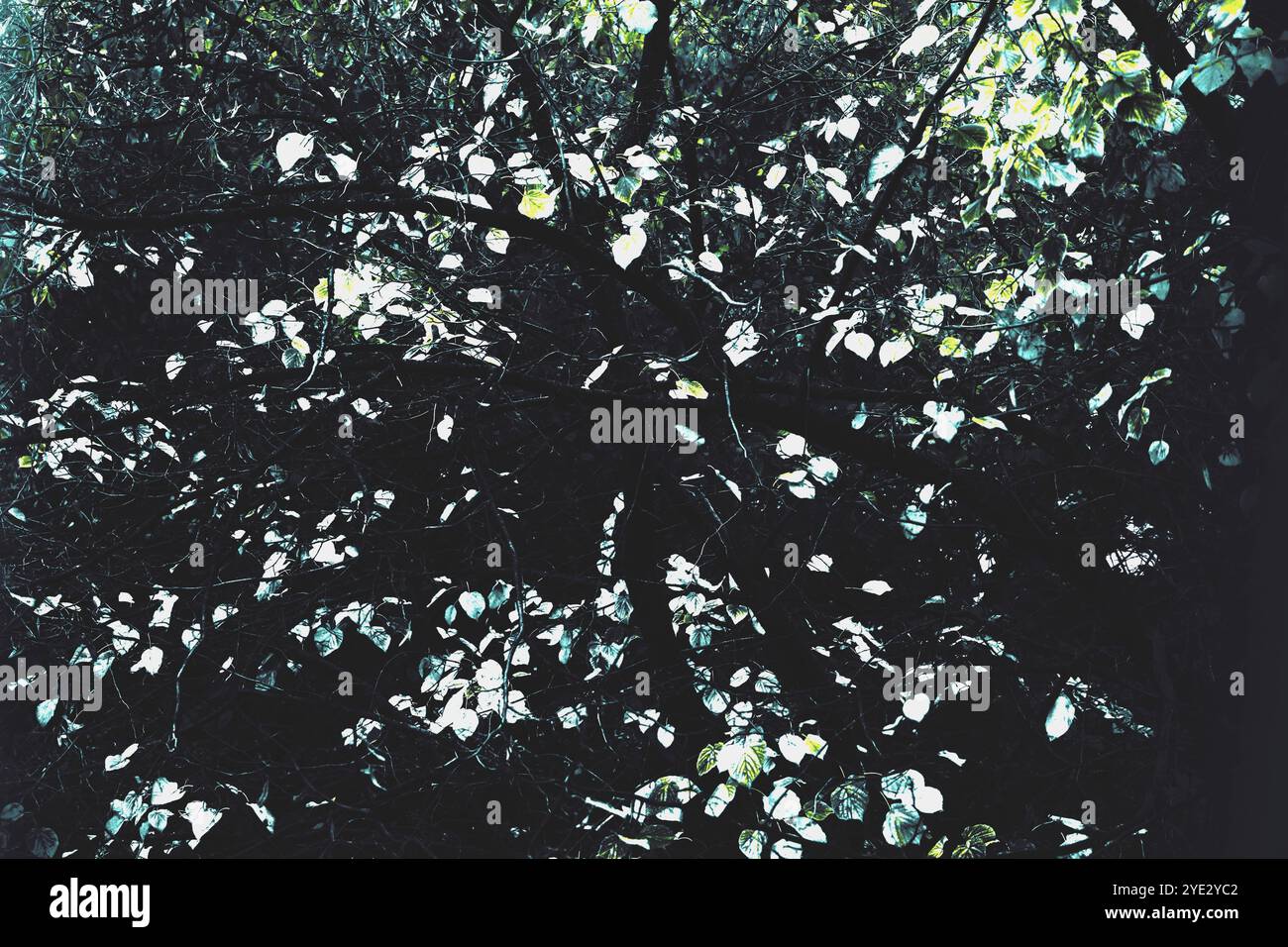 Surrealistic autumn woodland, Atmospheric Black Metal forest, dark ...