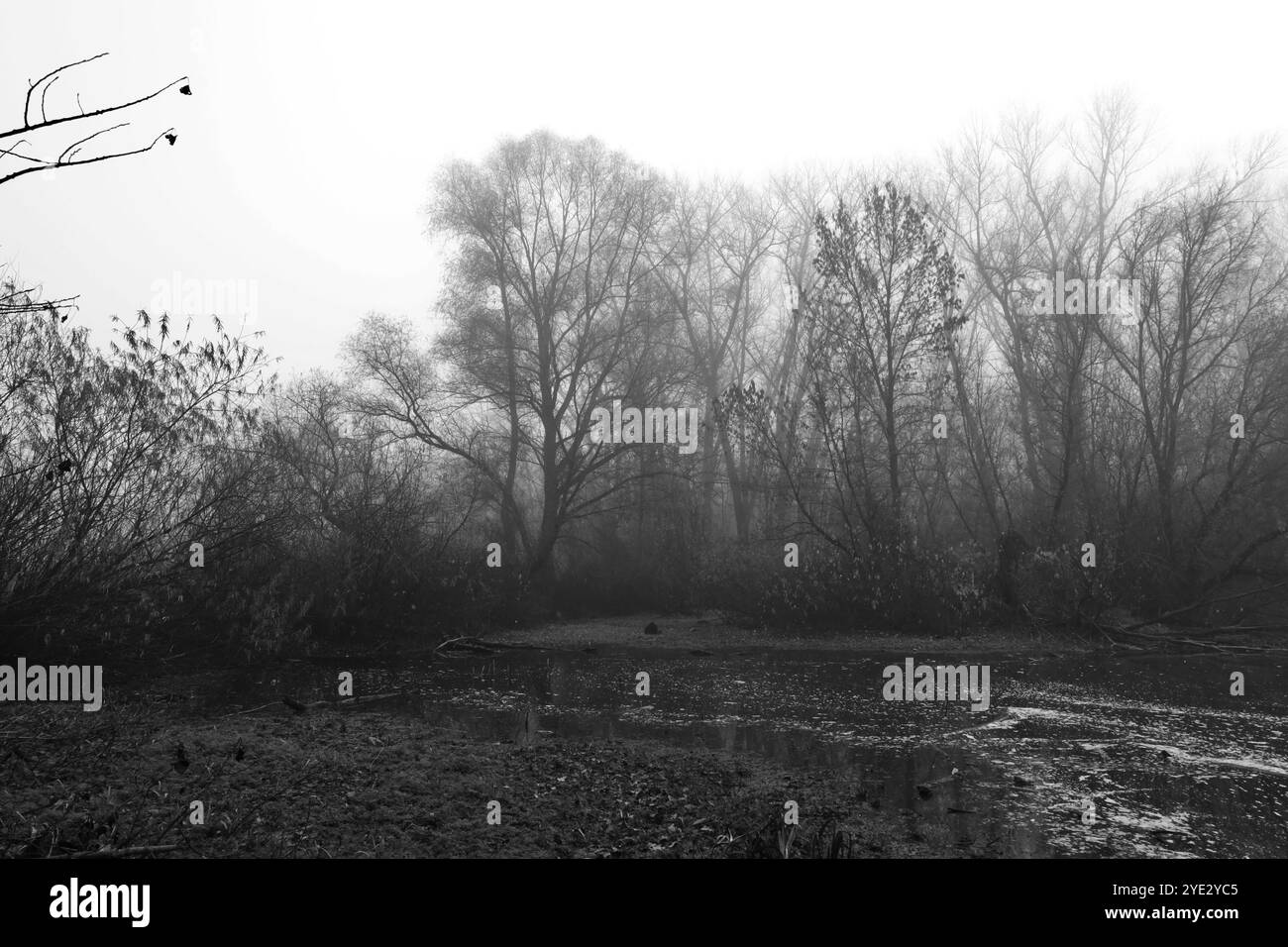 Fantastic foggy forest, Atmospheric Black Metal forest, foggy dark ...