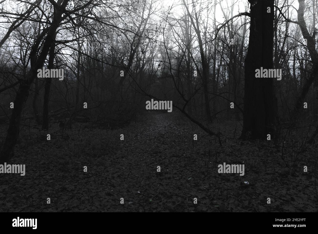 Atmospheric black metal forest, dark spooky forest, horror atmosphere ...