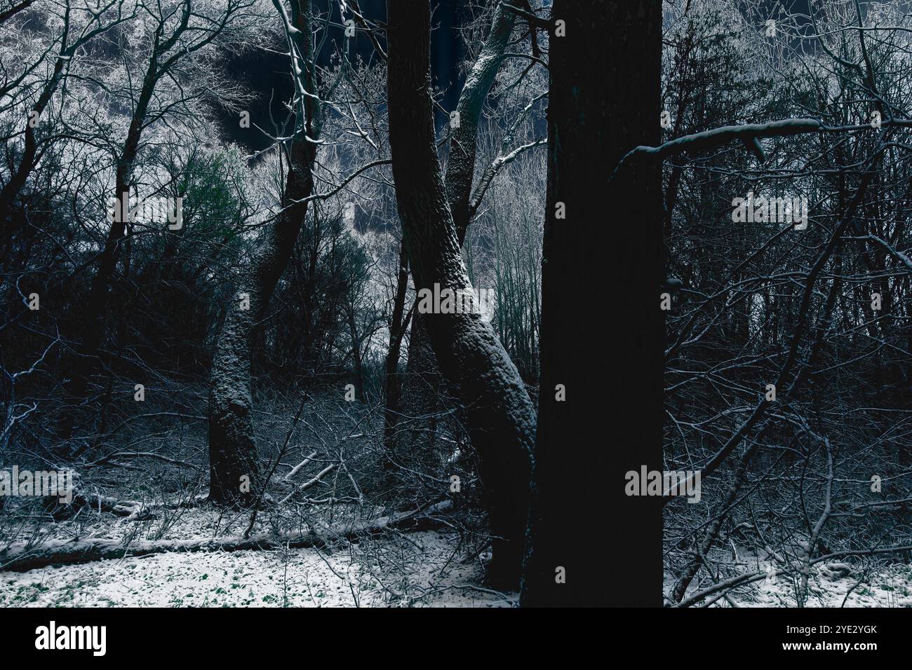 Surreal dark winter forest, Atmospheric Black Metal forest, foggy dark ...