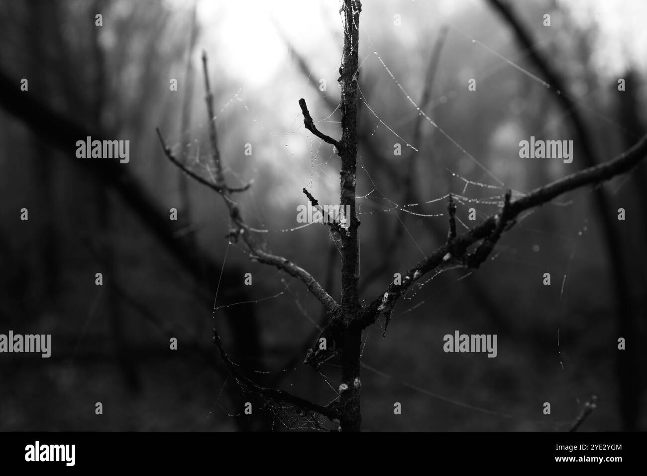 Drops water dew on Black and White Stock Photos & Images - Alamy