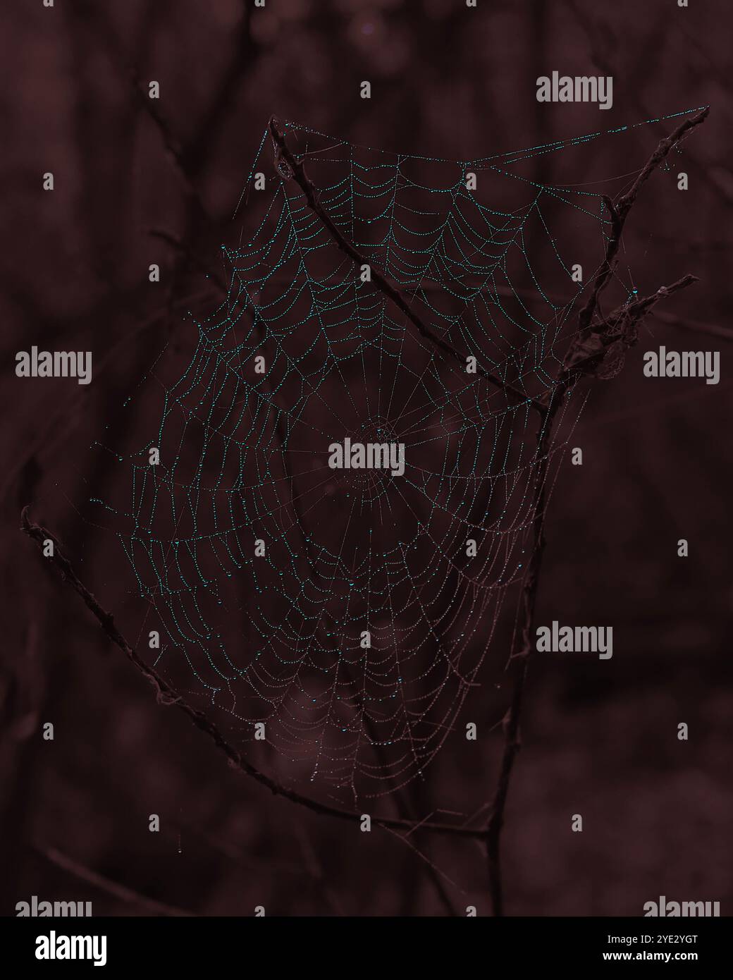 Surrealistic woodland, Atmospheric Black Metal forest, dark spooky ...