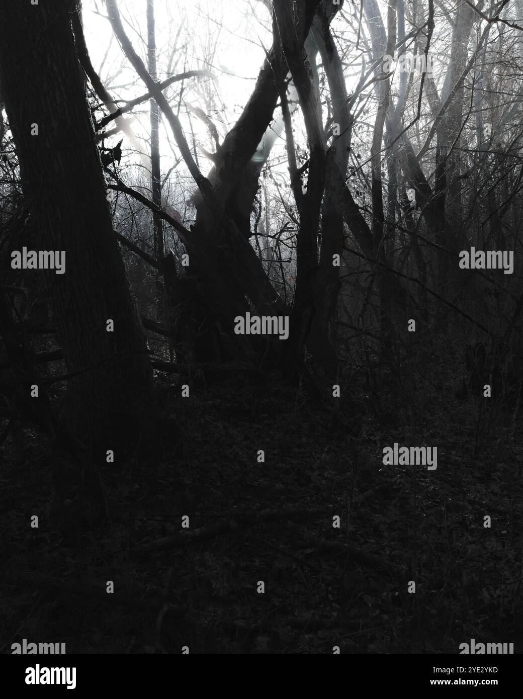 Atmospheric black metal forest, dark spooky forest, horror atmosphere ...