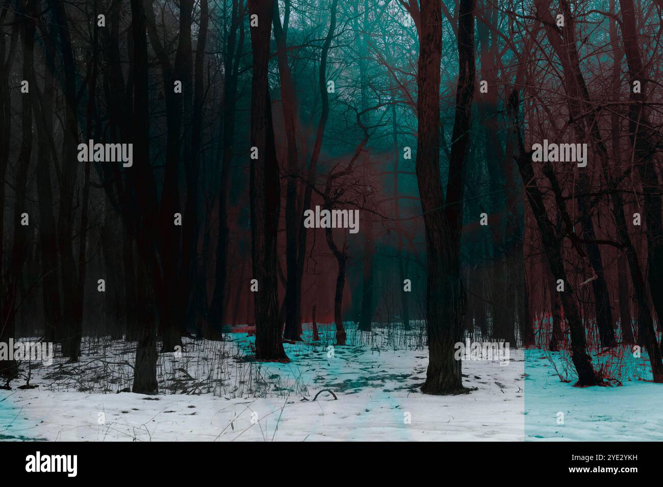 Fantastic foggy forest, Atmospheric Black Metal forest, foggy dark ...