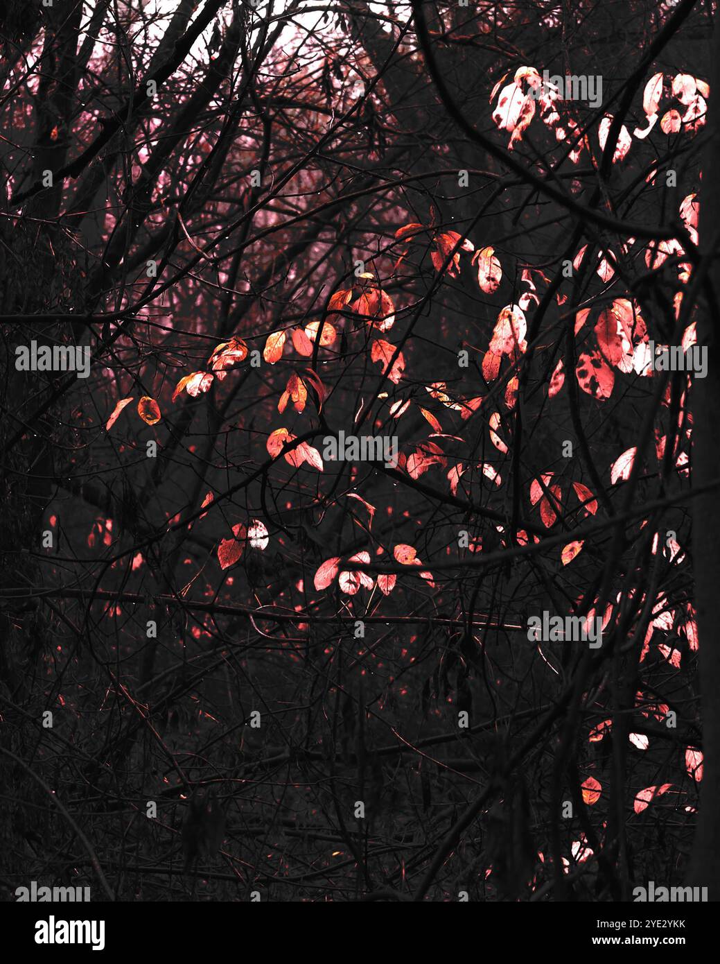 Surrealistic autumn woodland, Atmospheric Black Metal forest, dark ...