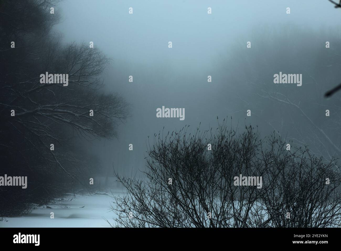 Atmospheric black metal forest, foggy dark spooky forest, horror ...