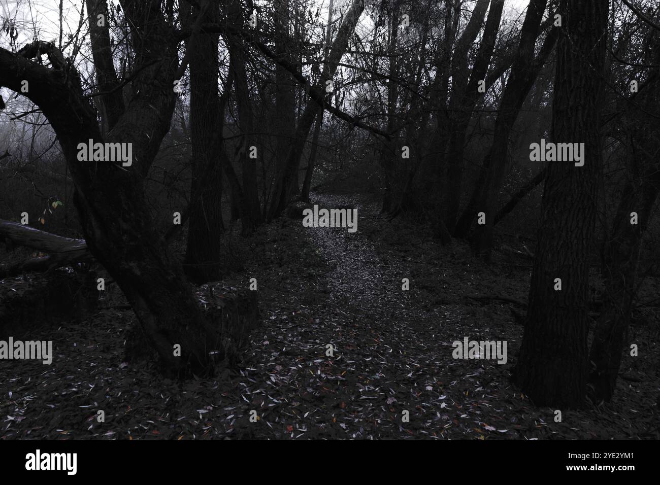Dark pathway in the autumn forest, Atmospheric Black Metal forest, dark ...