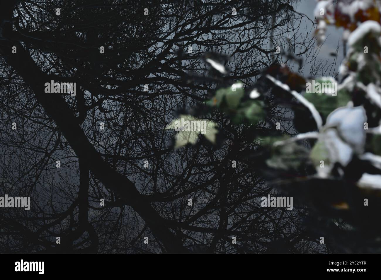 Lonely maple leaf in the river, Atmospheric Black Metal forest, dark ...