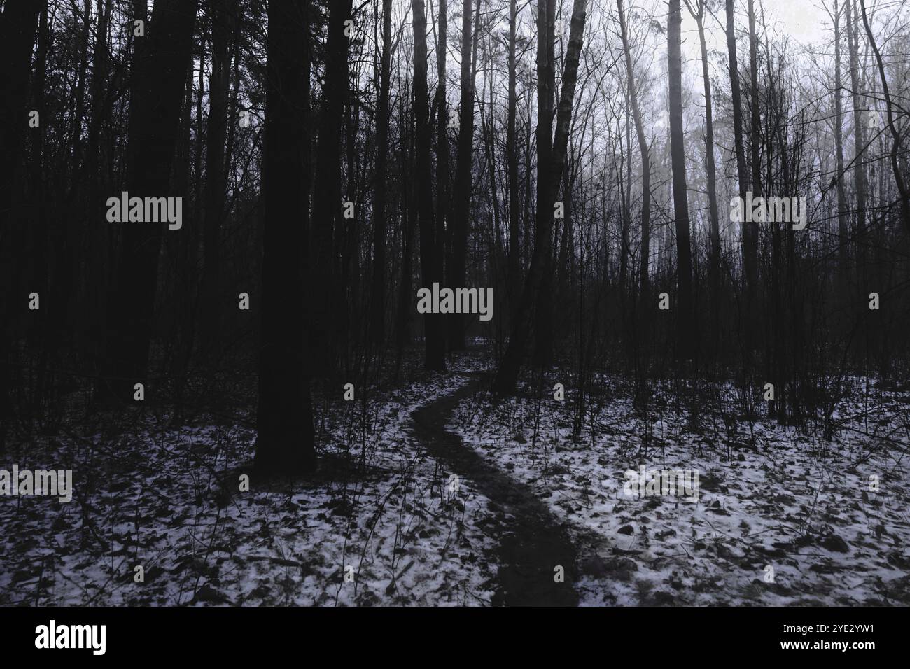 Surrealistic path in the winter woods, Atmospheric Black Metal forest ...