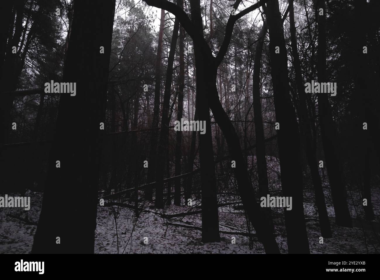 Surrealistic winter woodland, Atmospheric Black Metal forest, dark ...