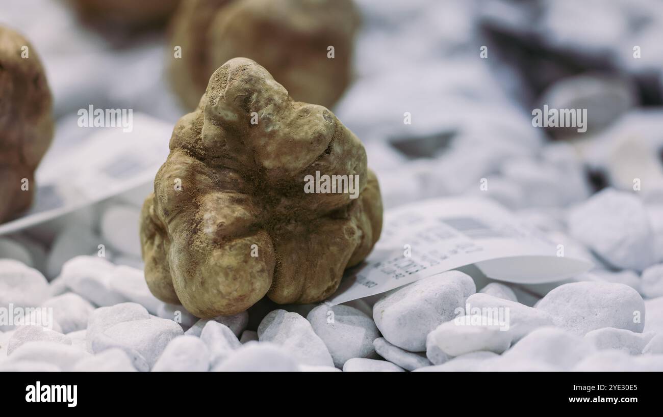 Visitors experience the exquisite beauty of truffles showcased at the ...