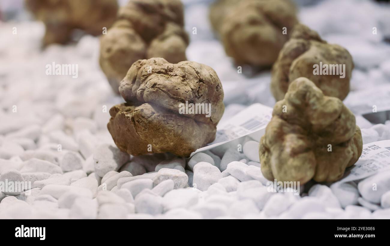 Attendees explore the Alba Truffle Festival in Italy, where rare ...