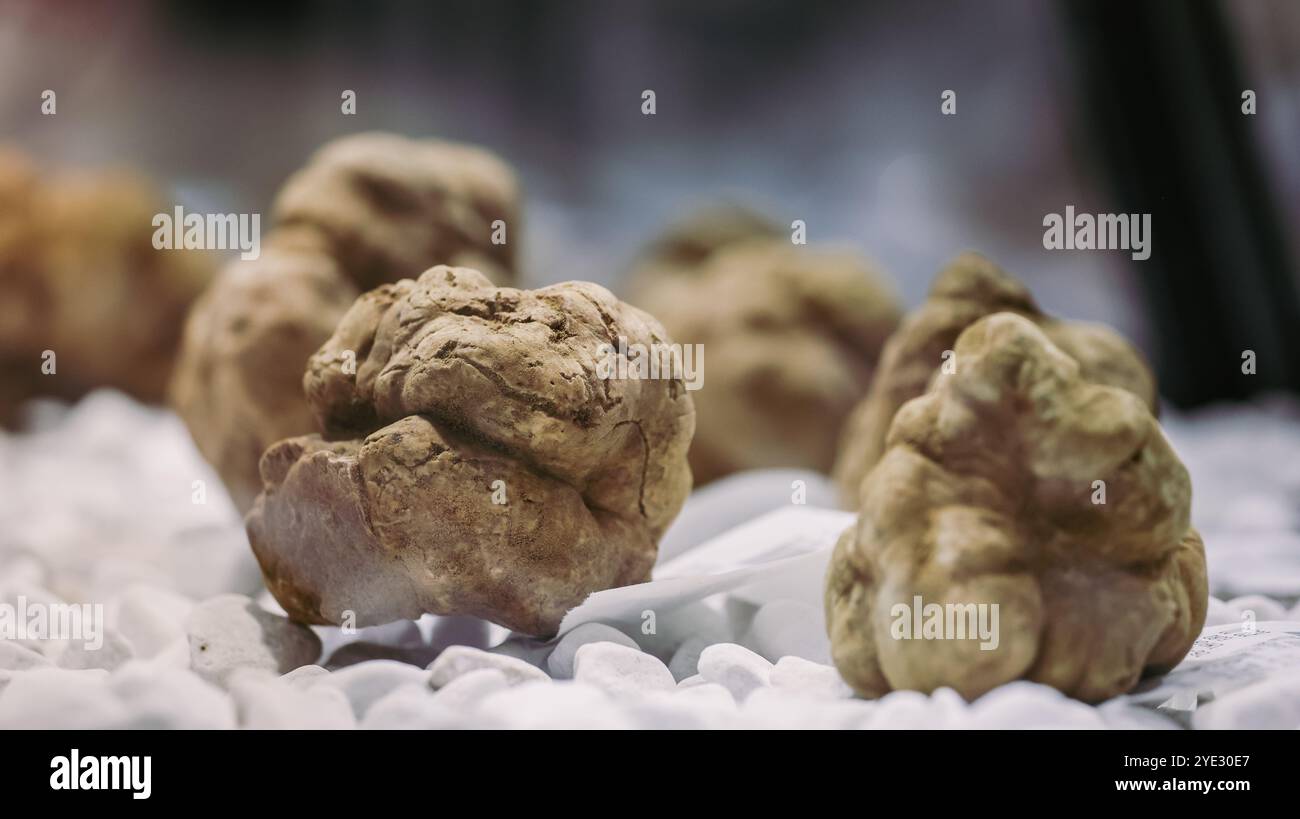 The Alba Truffle Festival showcases exquisite truffles on display ...