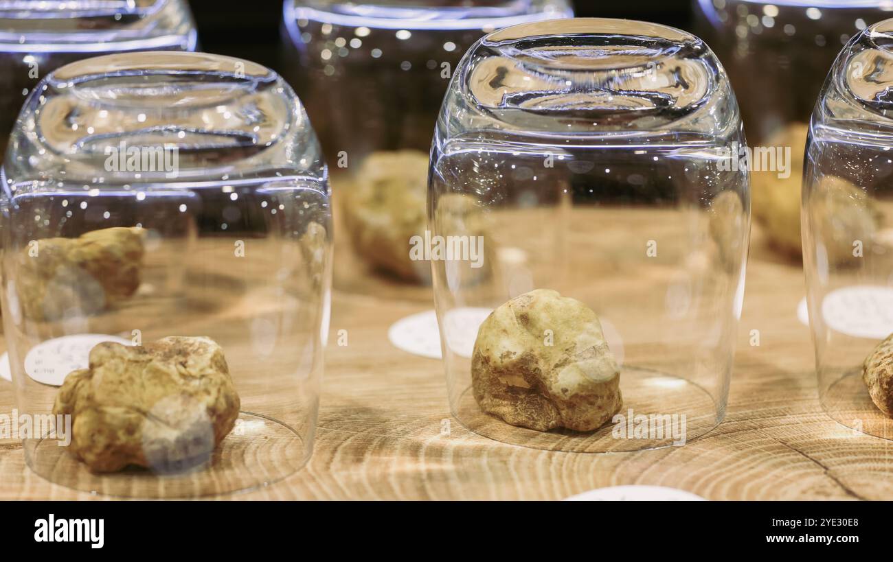 At the Alba Truffle Festival in Italy, attendees admire rare truffles ...