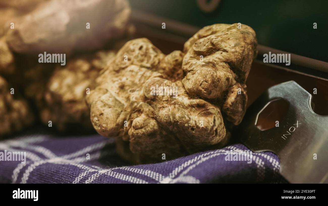 At the Alba Truffle Festival in Italy, rare truffles are showcased on a ...
