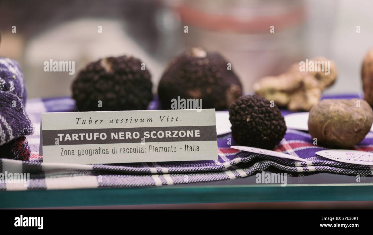 Visitors explore a showcase of black summer truffles from the Alba ...