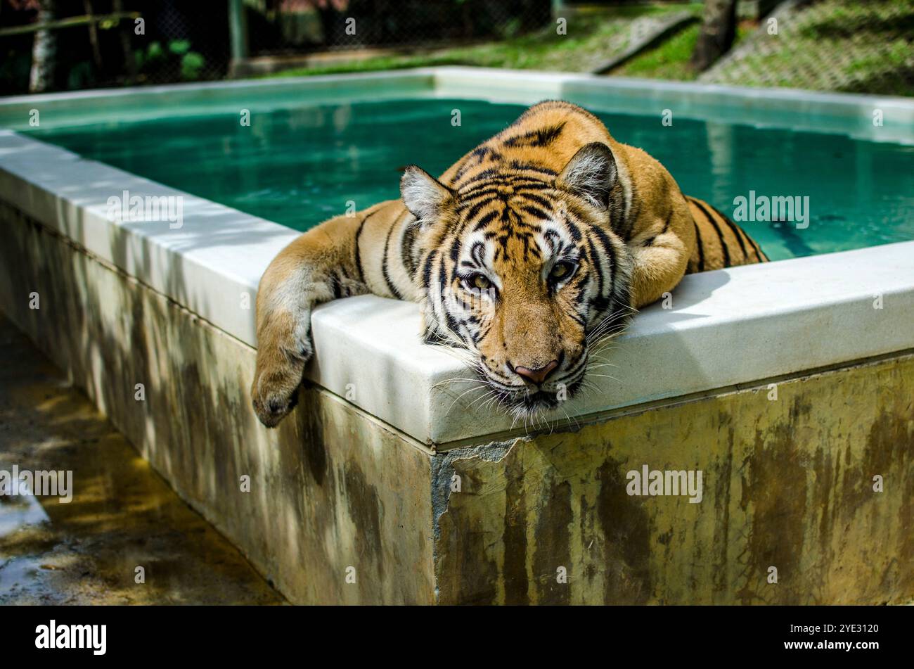 Dangerous tiger animal hi-res stock photography and images - Alamy