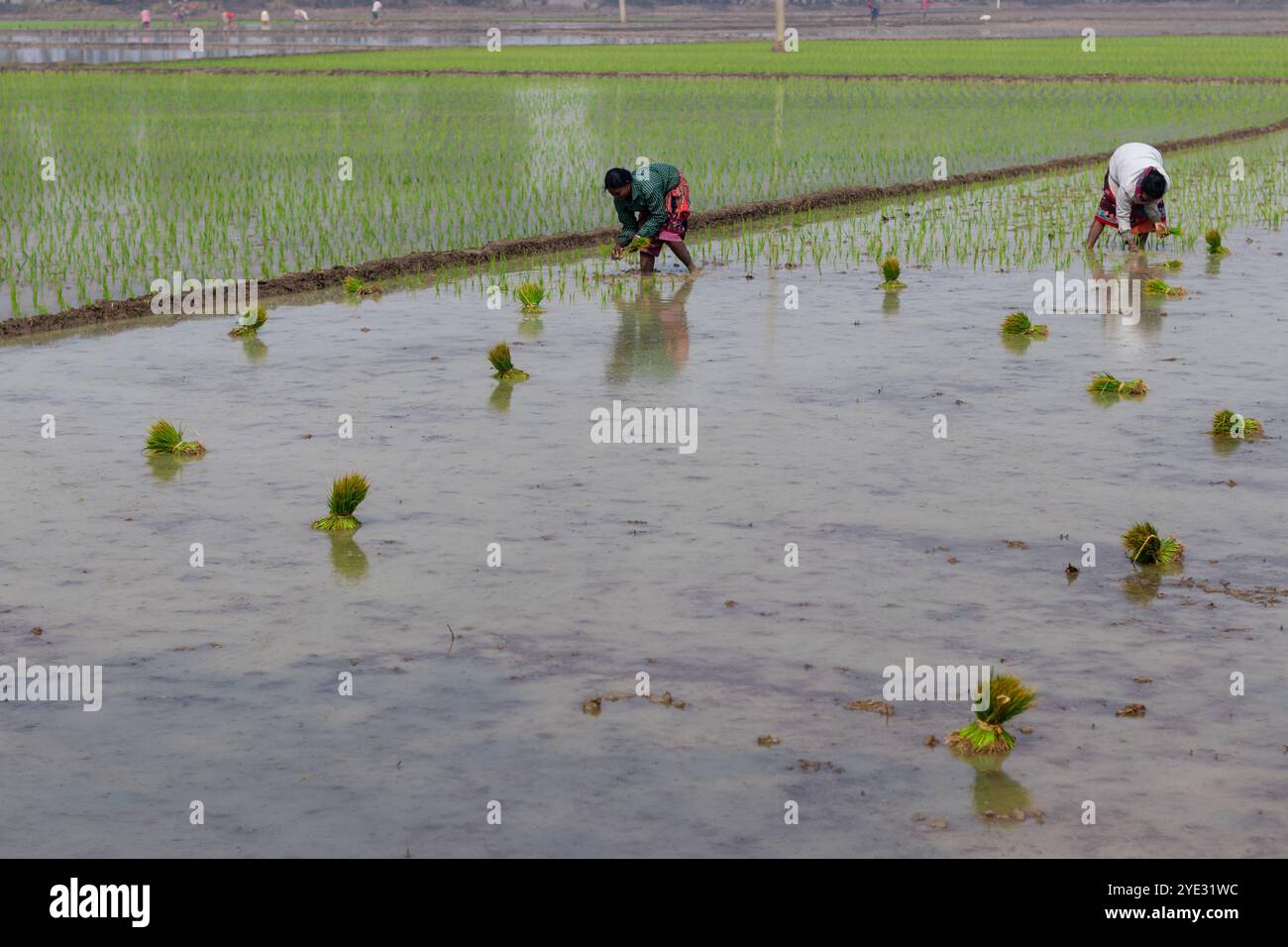 China rice paddy laborers hi-res stock photography and images - Alamy