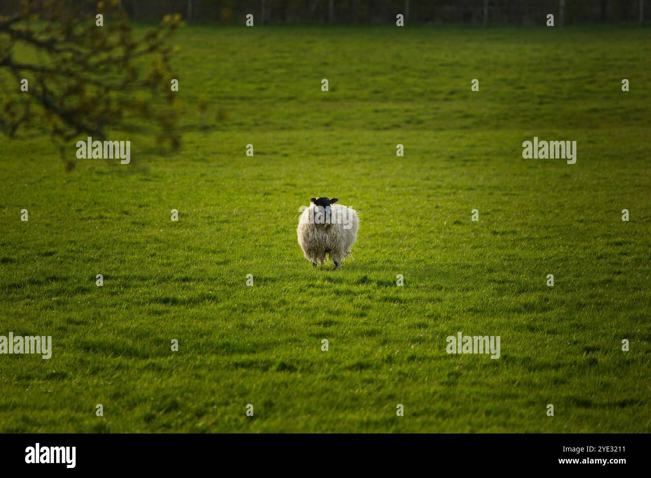 Lost agriculture hi-res stock photography and images - Alamy