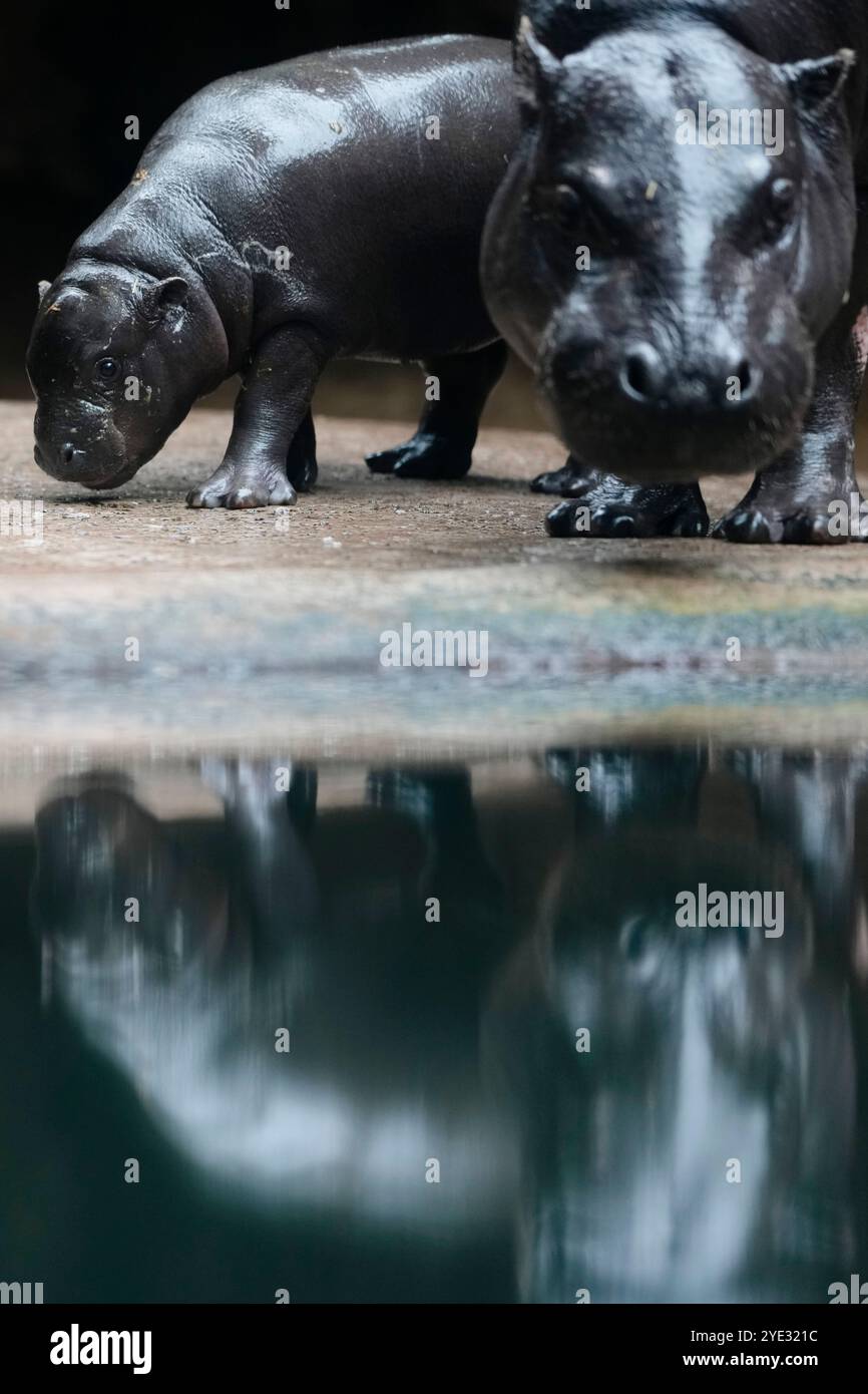 A pygmy hippopotamus cub named Toni walks with its mother Debbi get to ...