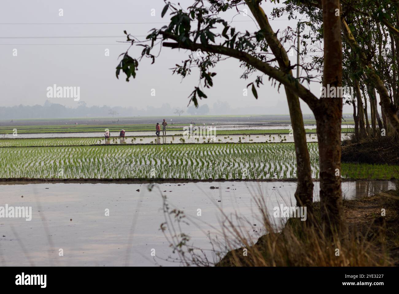 China rice paddy laborers hi-res stock photography and images - Alamy