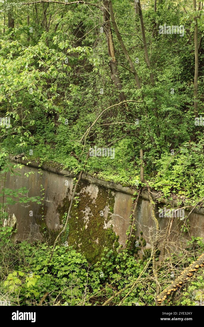 Overgrown concrete defensive perimeter wall at the 2nd World War ...