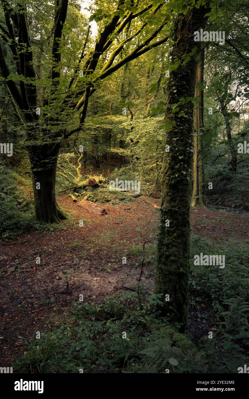 Golitha Falls. The atmospheric ancient Draynes Wood on Bodmin Moor in ...