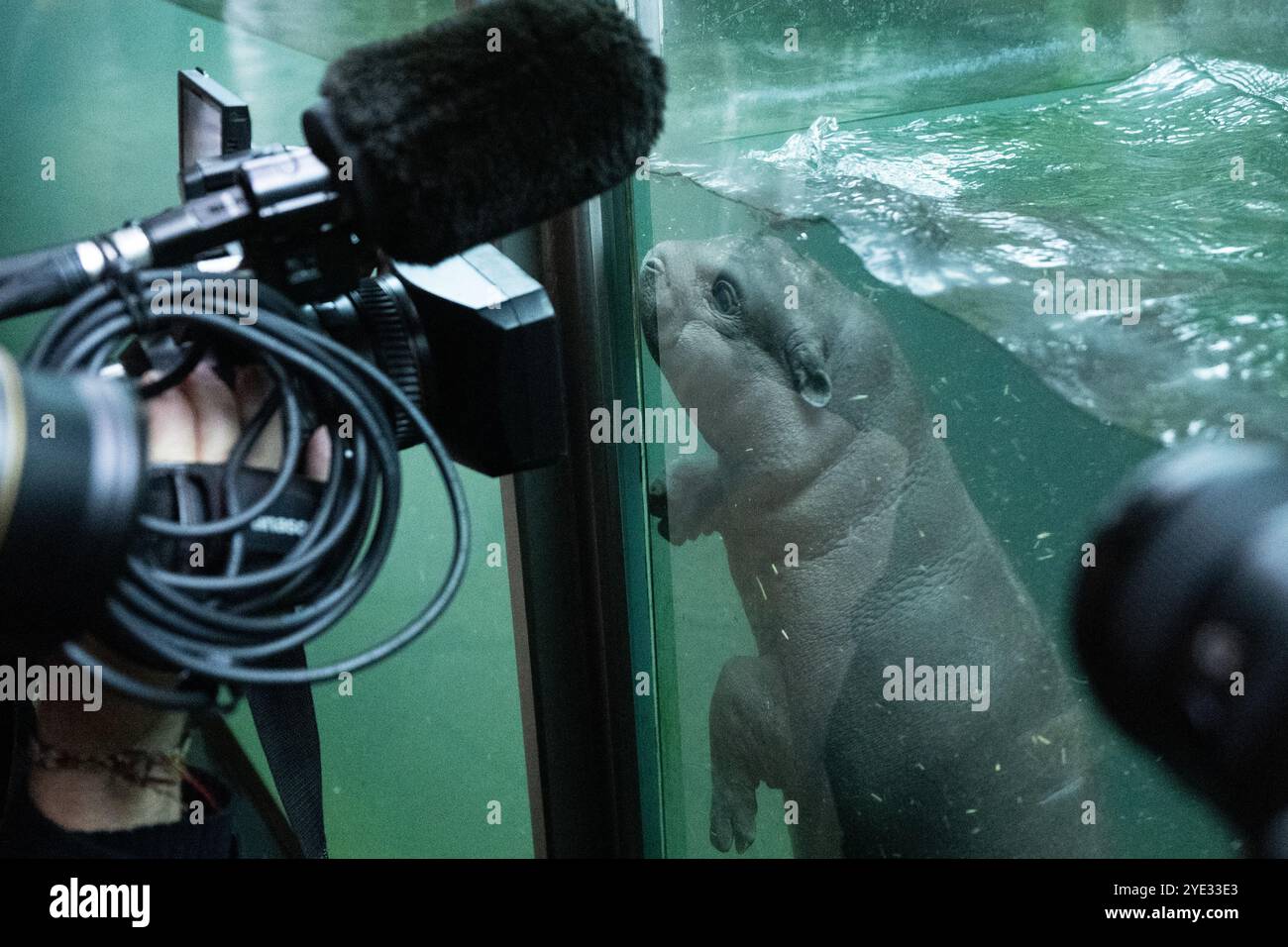 Berlin, Germany. 29th Oct, 2024. Toni, the little pygmy hippopotamus ...