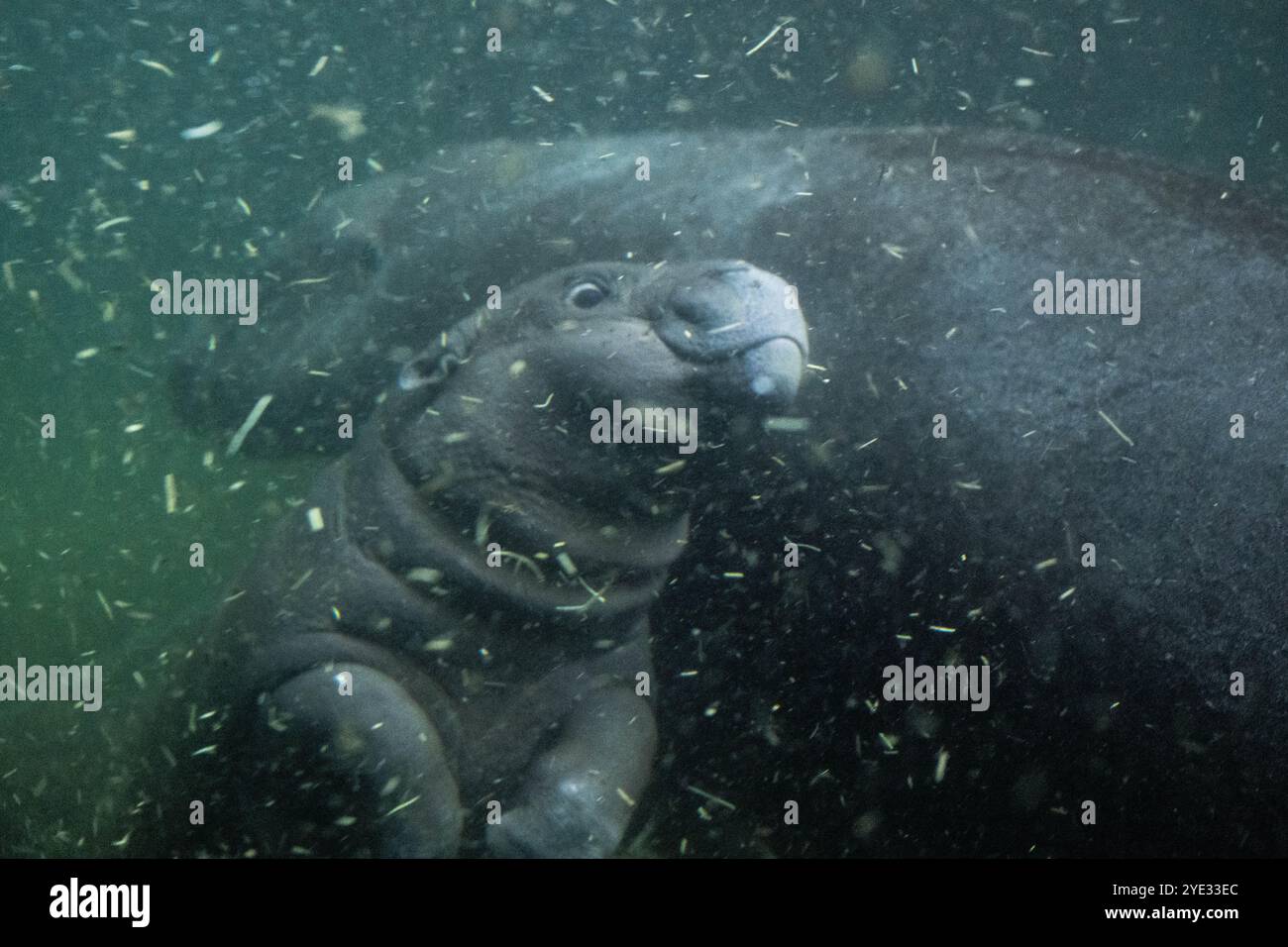 Berlin, Germany. 29th Oct, 2024. Toni, the little pygmy hippopotamus ...