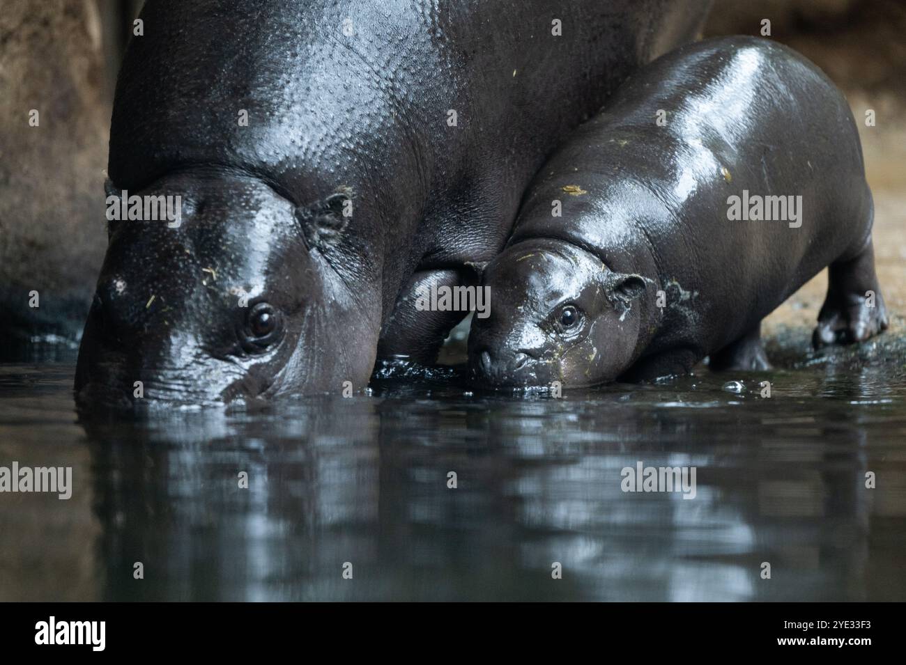 Berlin, Germany. 29th Oct, 2024. Toni (r), the little pygmy ...