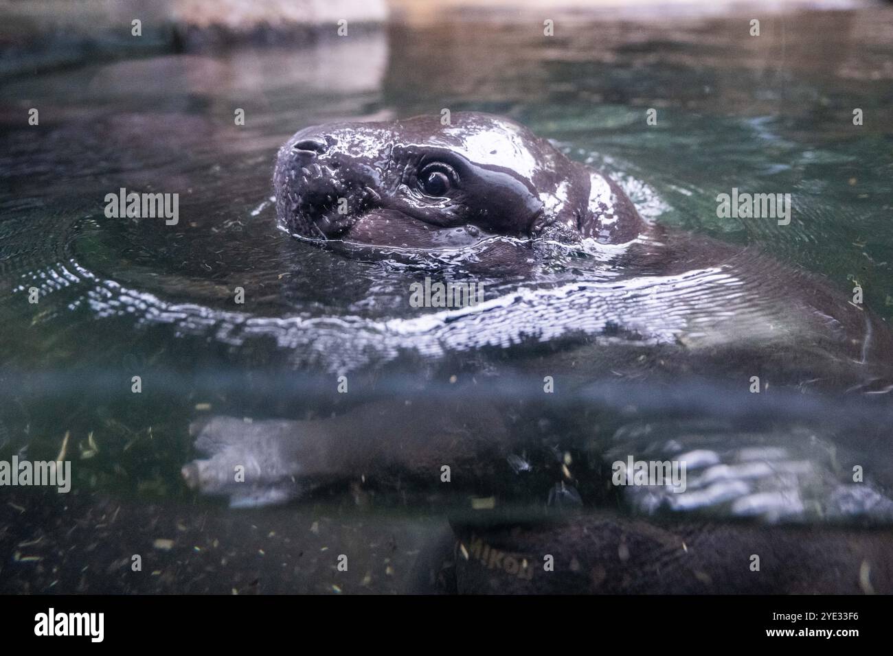 Berlin, Germany. 29th Oct, 2024. Toni, the little pygmy hippopotamus ...