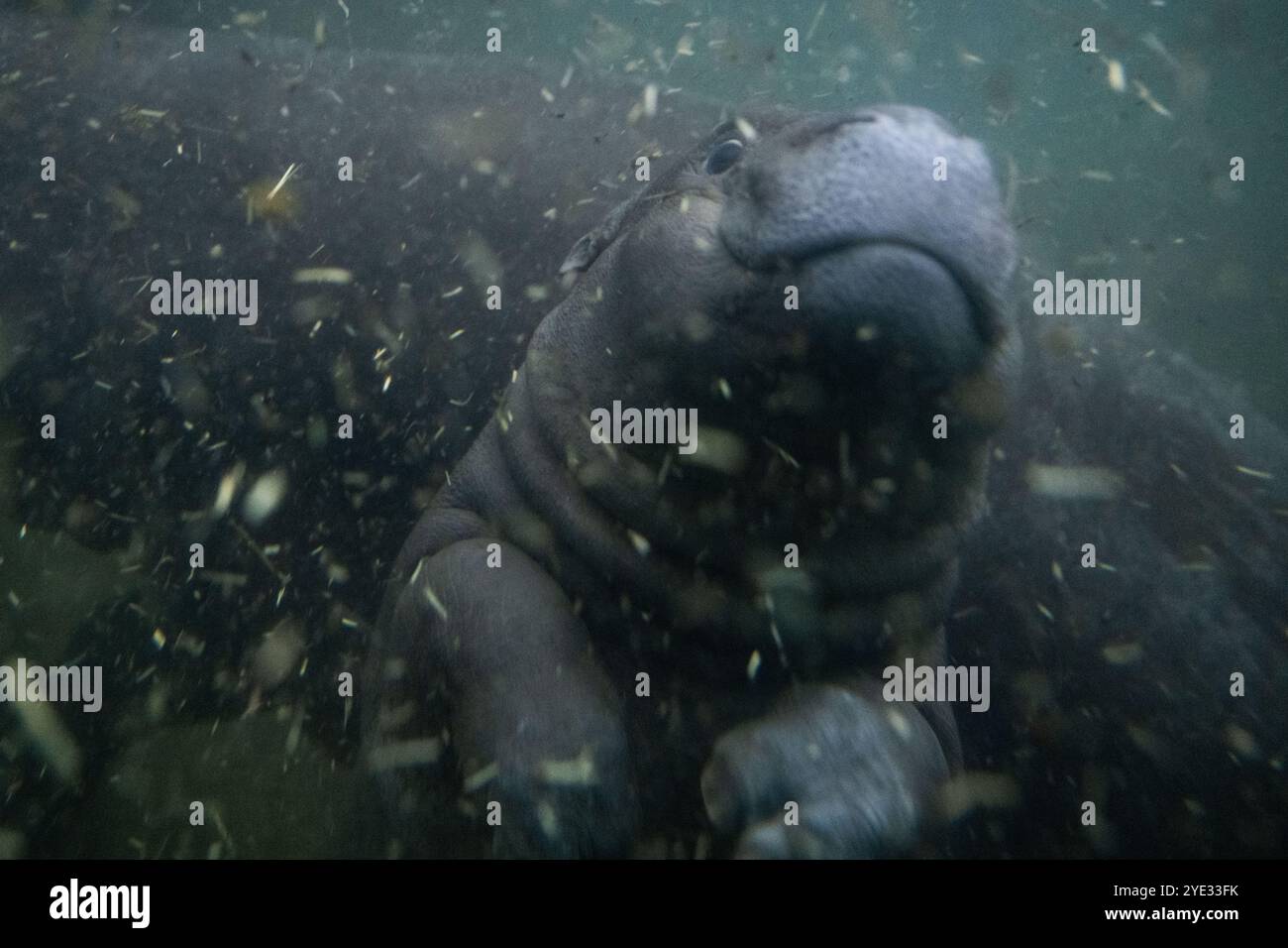 Berlin, Germany. 29th Oct, 2024. Toni, the little pygmy hippopotamus ...