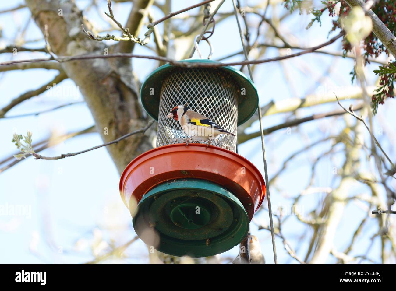 Goldfinch perches on the edge of a large bird feeder hanging from a ...