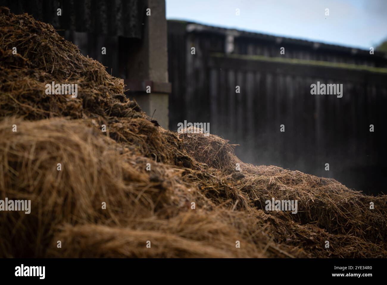 Steaming manure pile in farmyard in Dorset, UK Stock Photo - Alamy
