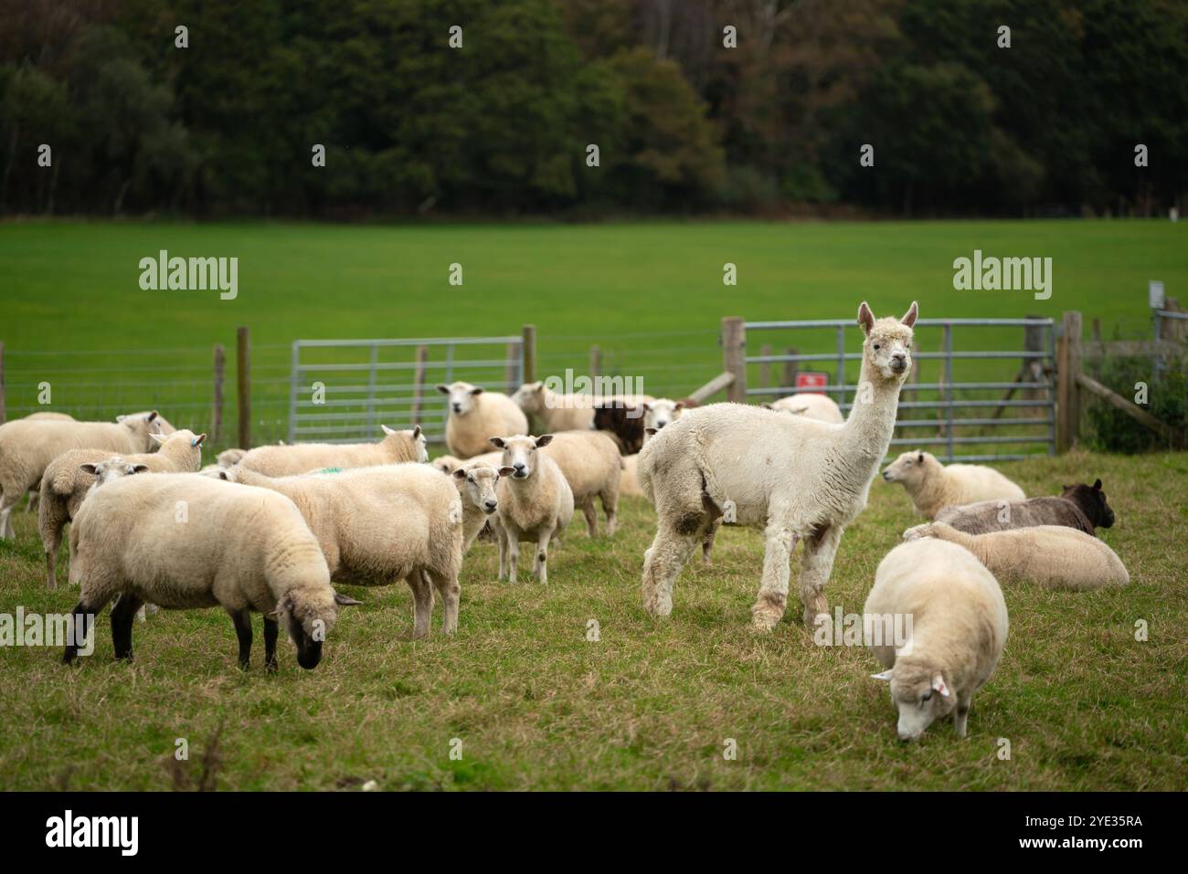 Alpaca in the middle of a small herd of sheep Stock Photo - Alamy