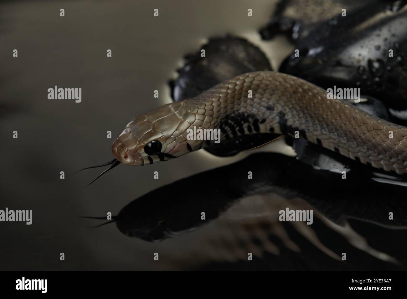 A snake slithers over wet stones, its smooth body contrasting with the ...