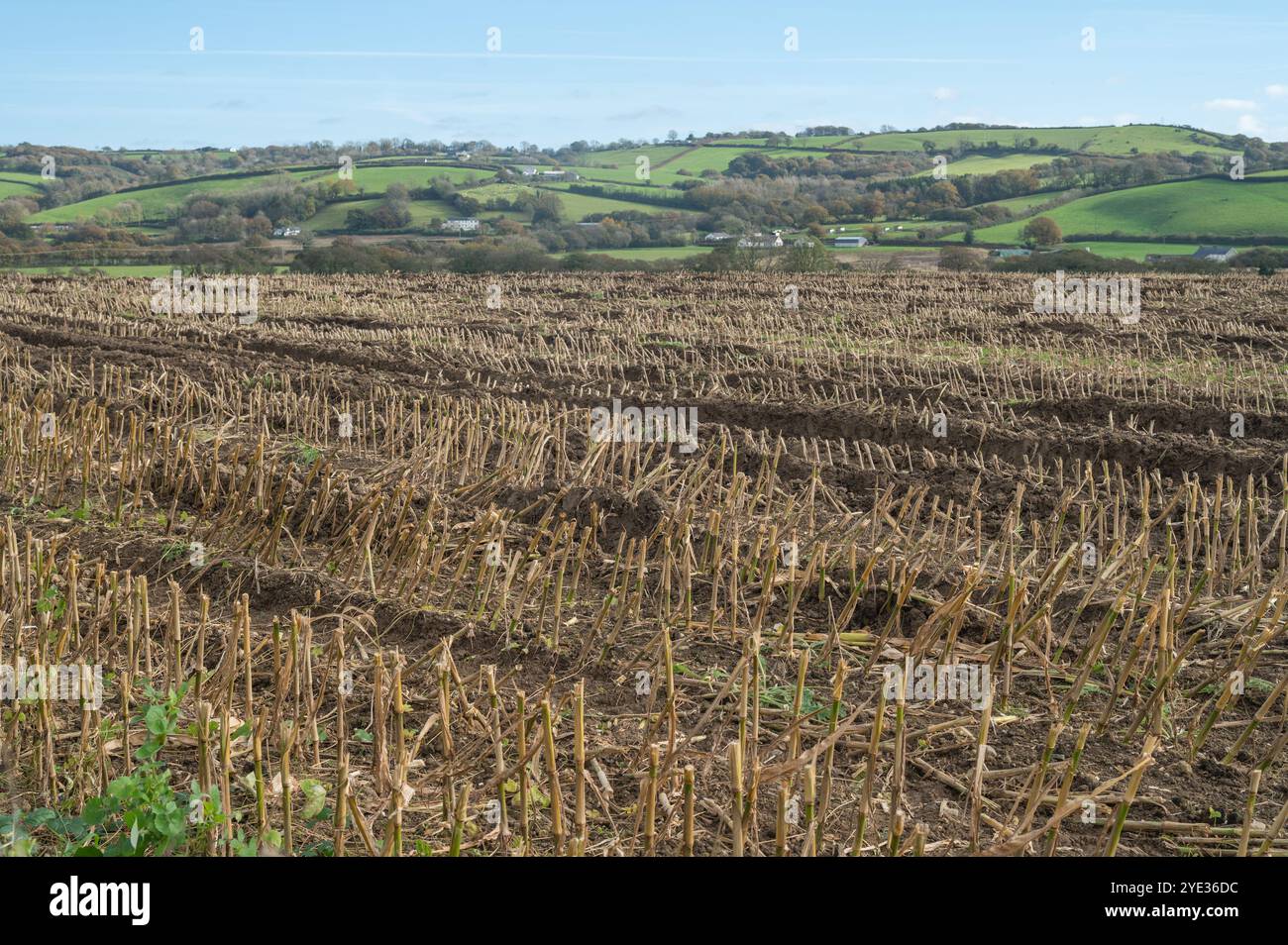 Harvested maize field with stubble and deep tractor ruts in mud ...